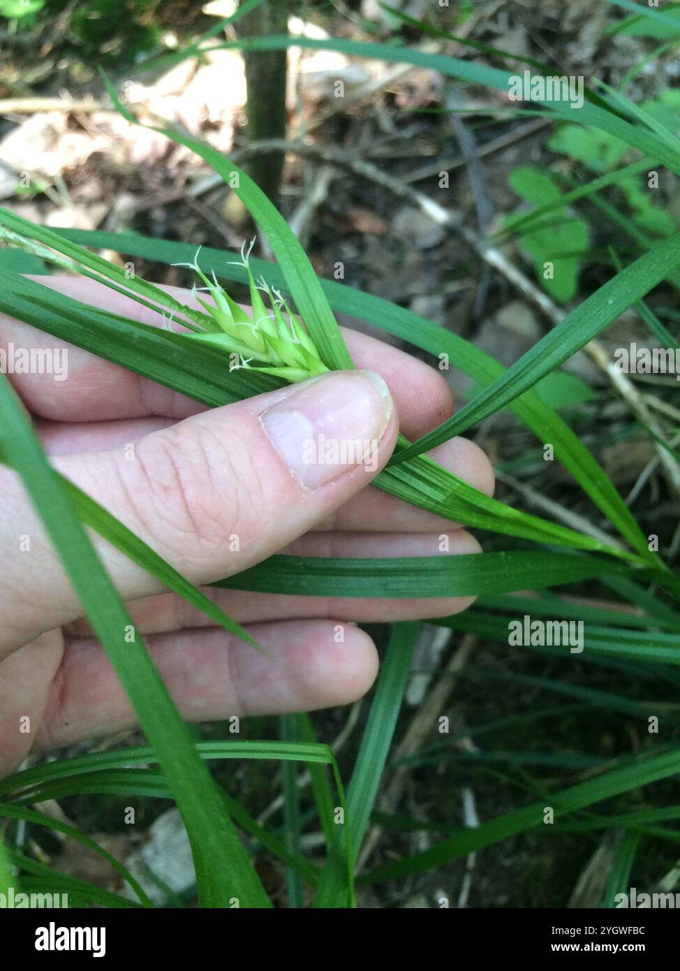 bladder sedge (Carex intumescens Stock Photo - Alamy