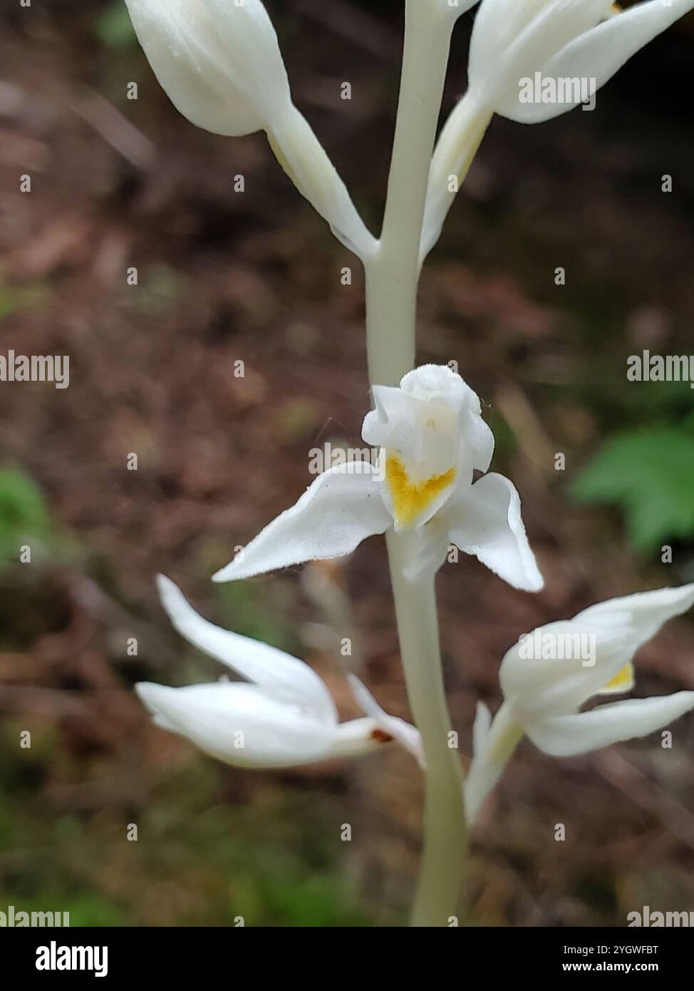 Phantom Orchid (Cephalanthera austiniae Stock Photo - Alamy