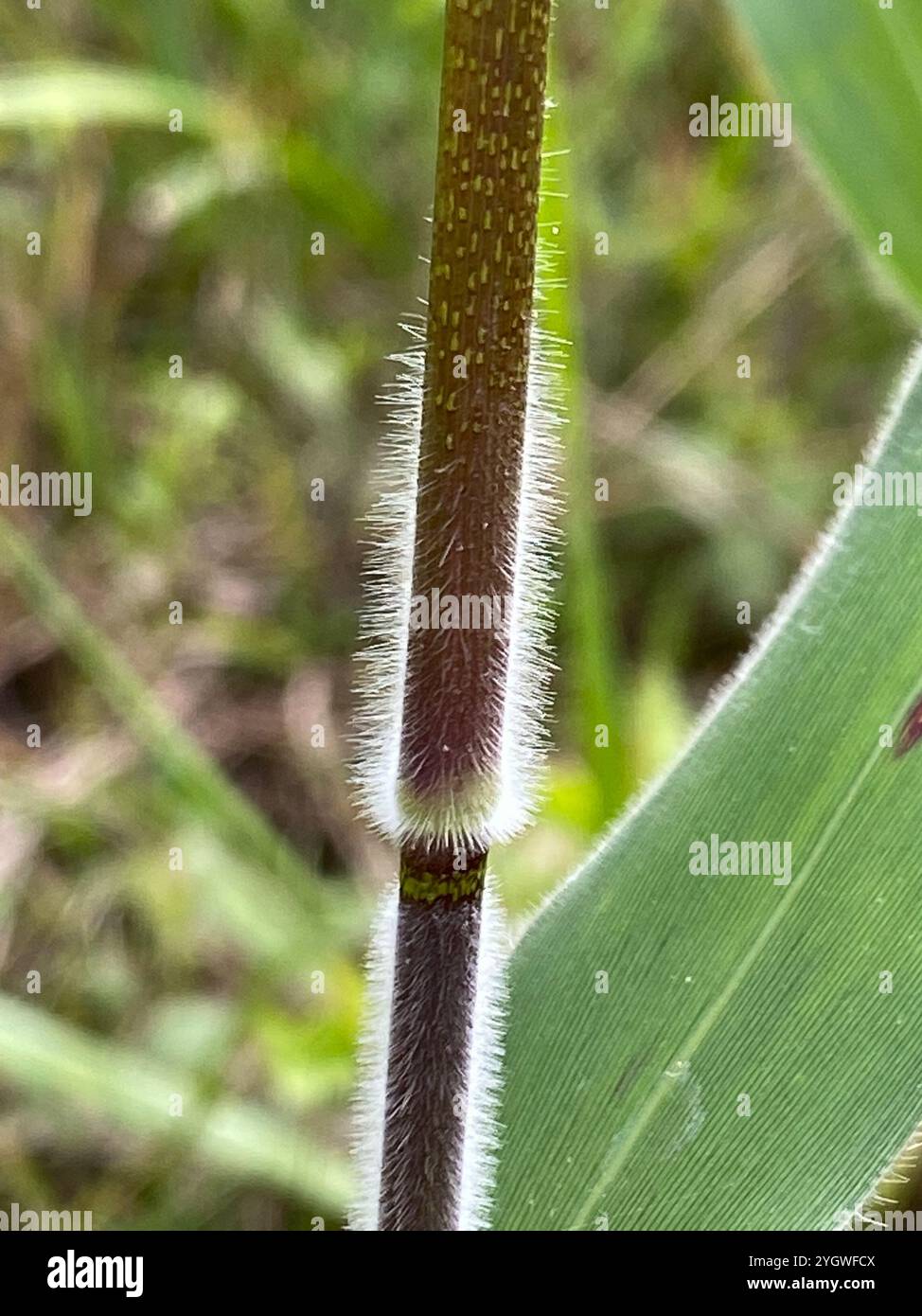 Velvet Panicum (Dichanthelium scoparium Stock Photo - Alamy