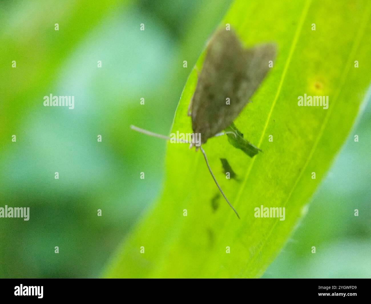 Curved-horn Moths (Gelechioidea Stock Photo - Alamy