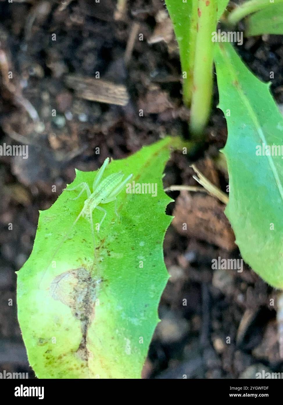 Common Tree Crickets (Oecanthus Stock Photo - Alamy