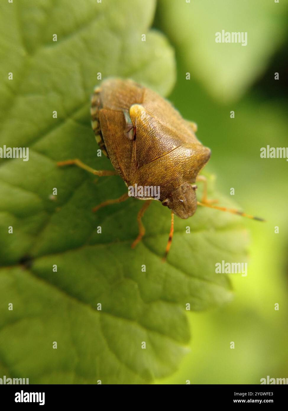 Peribalus strictus hi-res stock photography and images - Alamy
