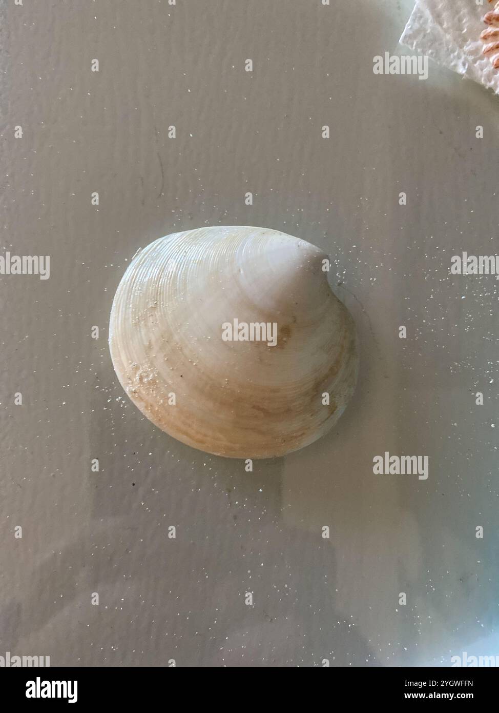 Dosinia hi-res stock photography and images - Alamy