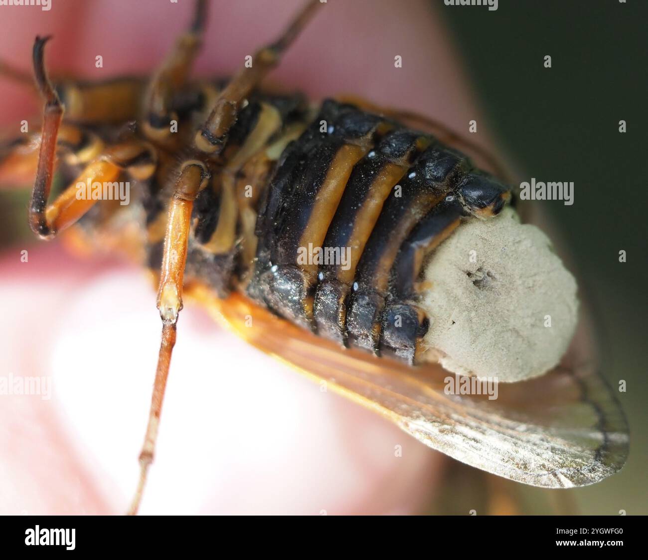 Cicadina hi-res stock photography and images - Alamy