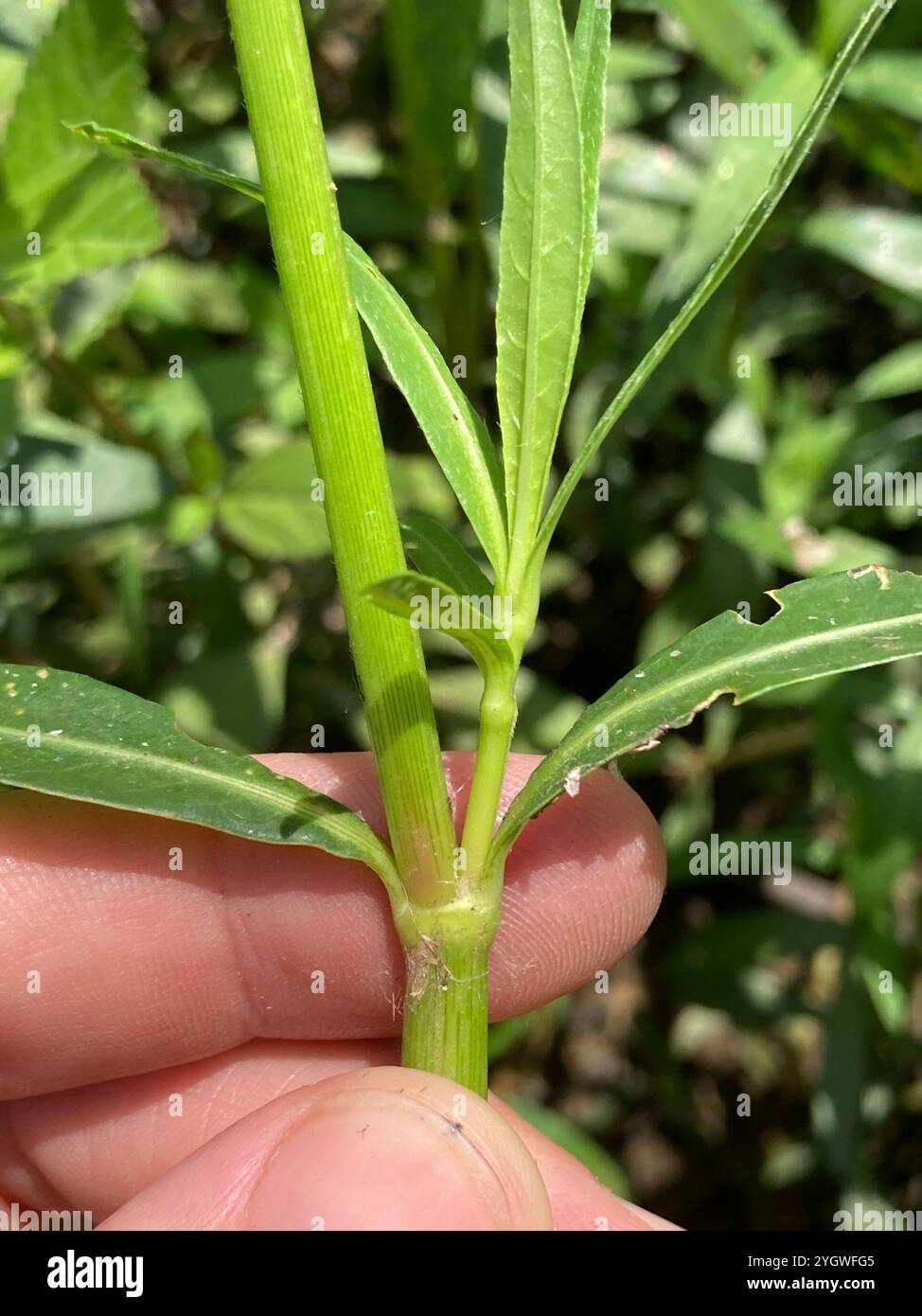 Alligatorweed (Alternanthera philoxeroides Stock Photo - Alamy