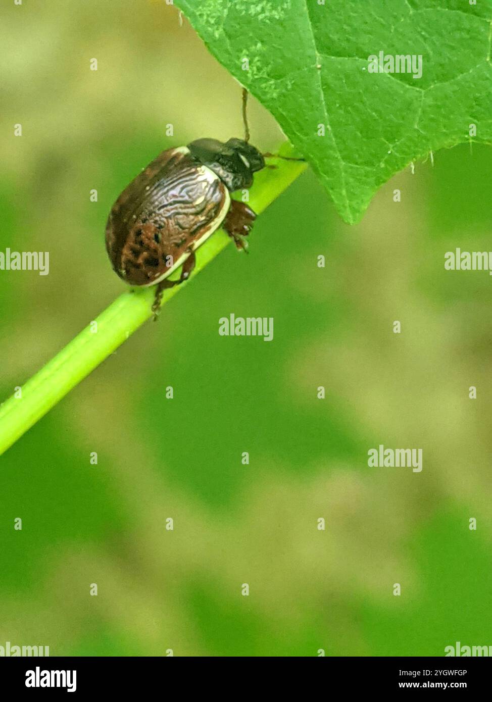 Calligrapha leaf beetle hi-res stock photography and images - Alamy