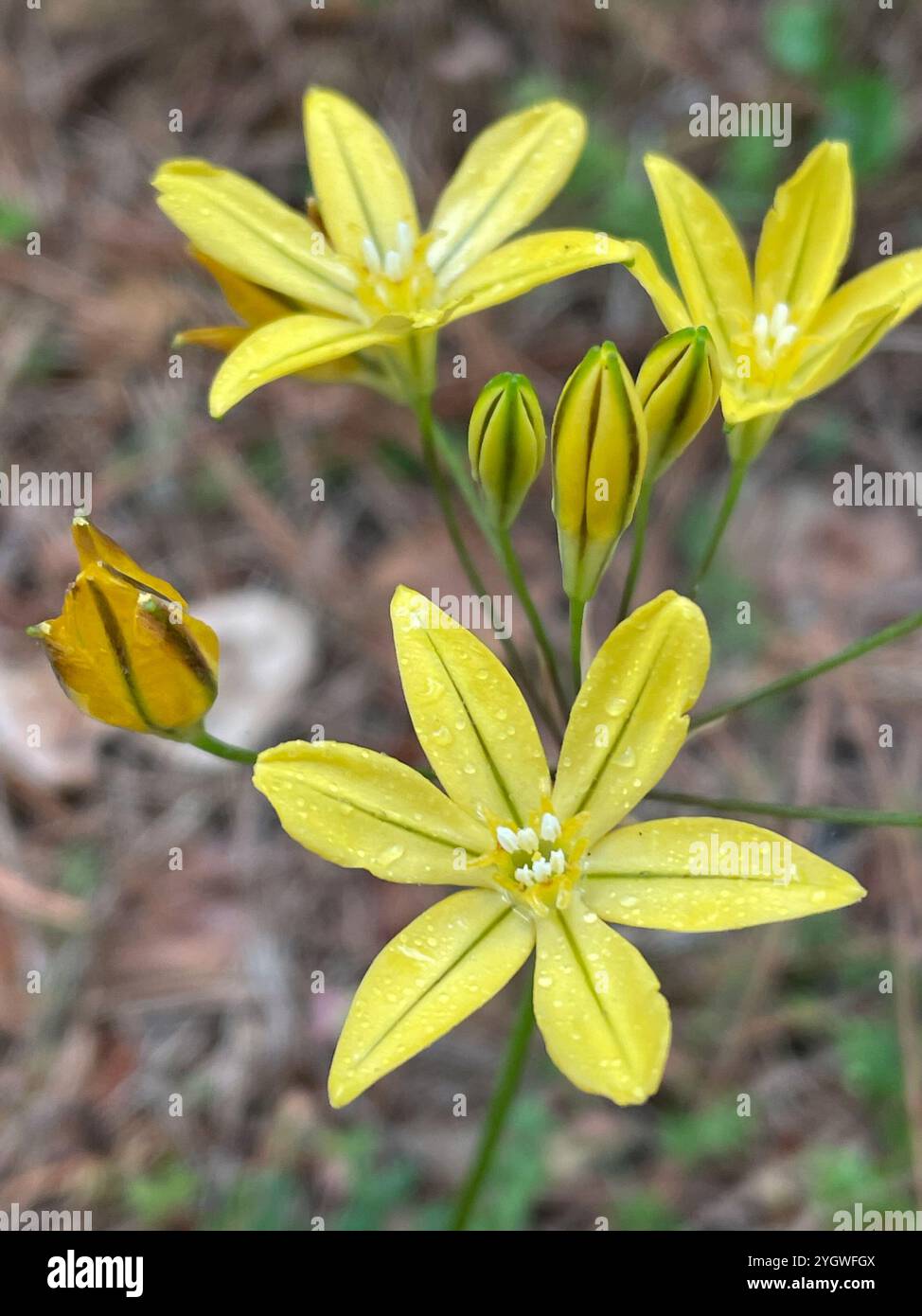 Golden brodiaea hi-res stock photography and images - Alamy