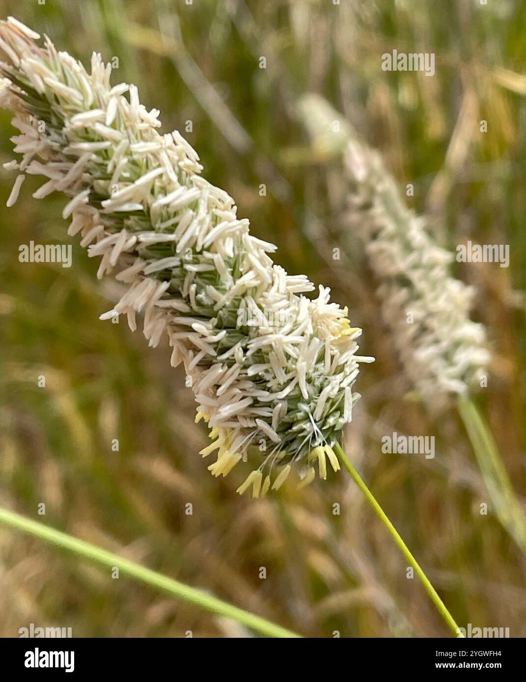 Phalaris aquatica hi-res stock photography and images - Alamy