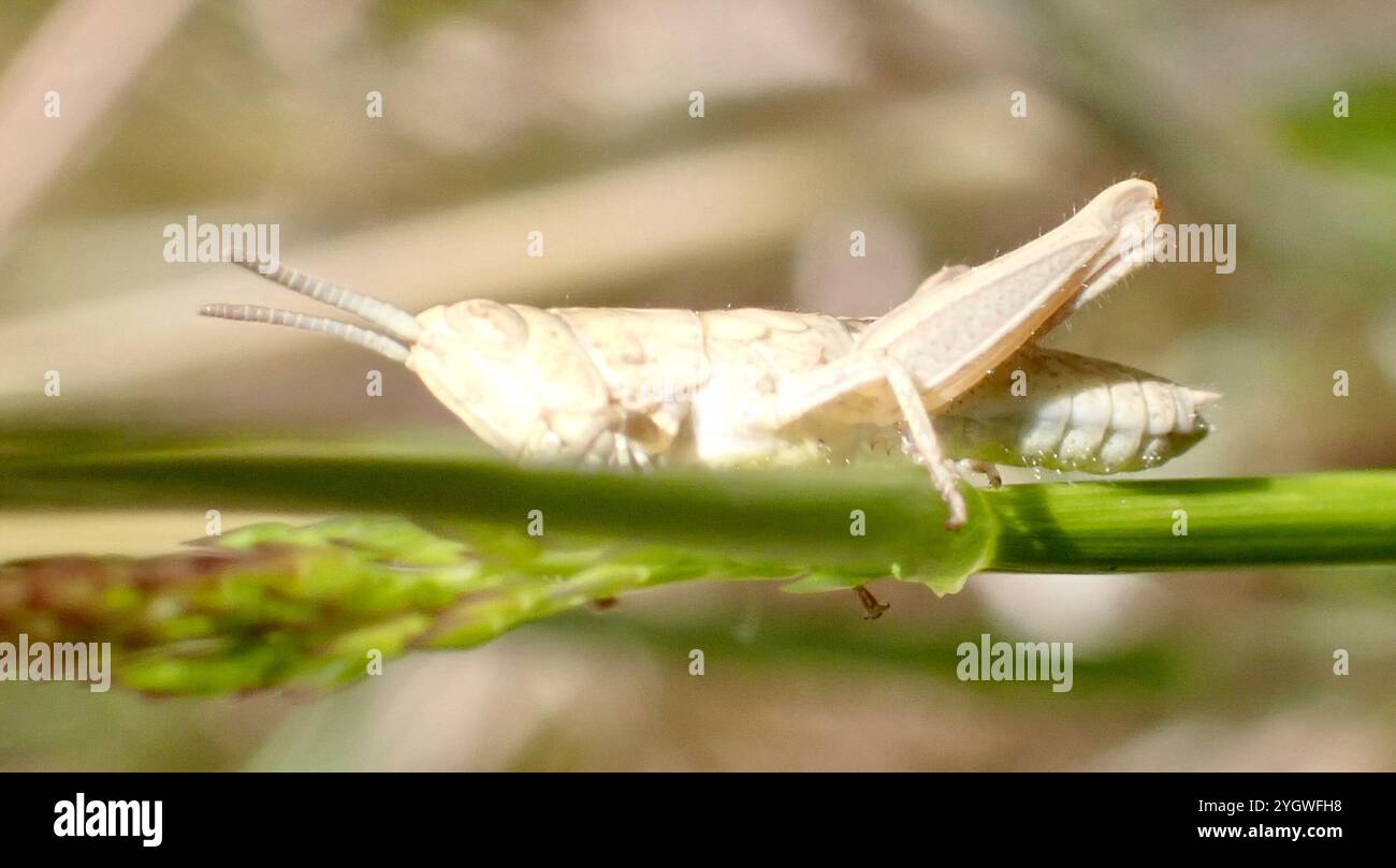Stridulating Slantface Grasshoppers (Gomphocerinae Stock Photo - Alamy