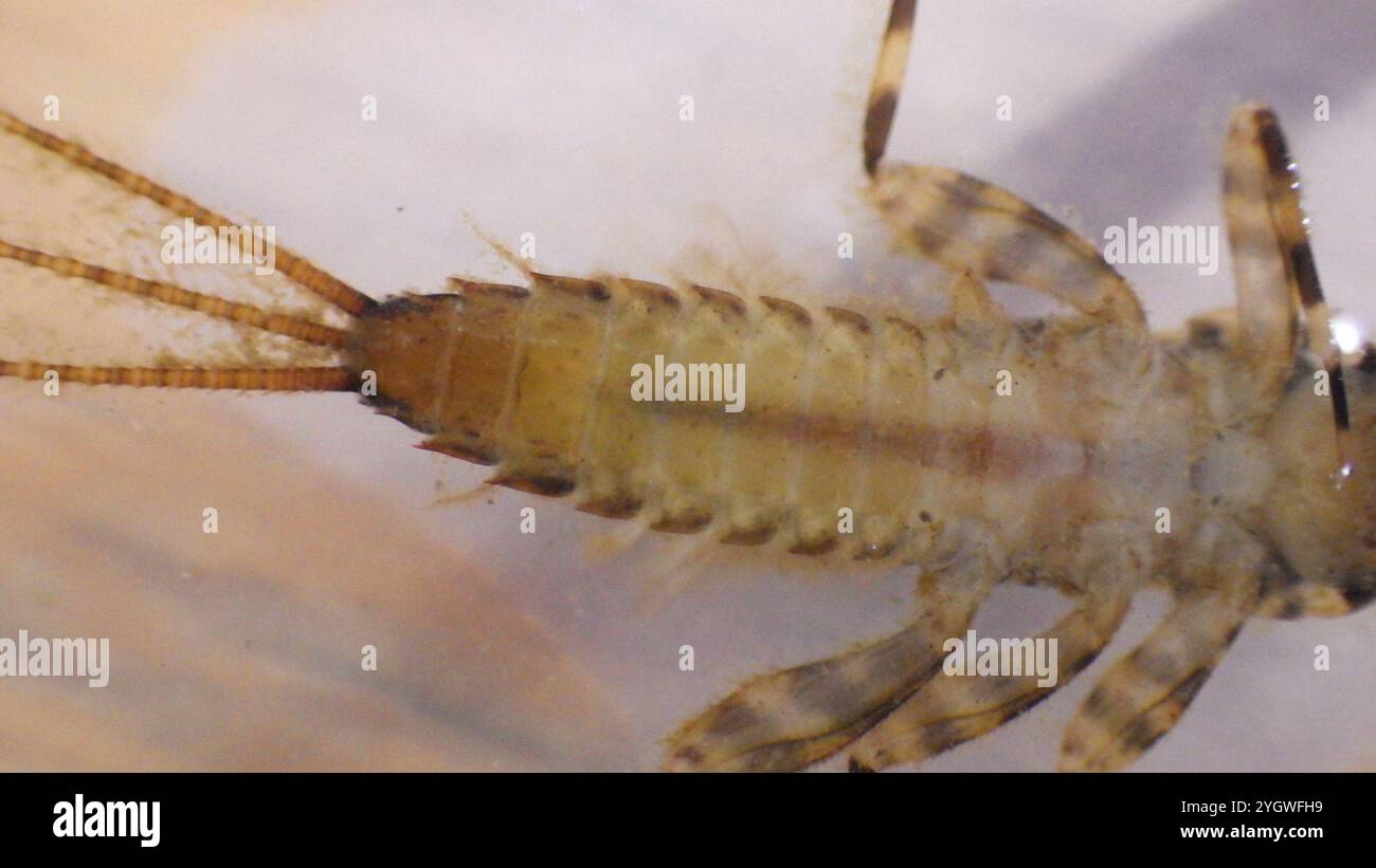 Modest Flat-headed Mayfly (Maccaffertium modestum Stock Photo - Alamy