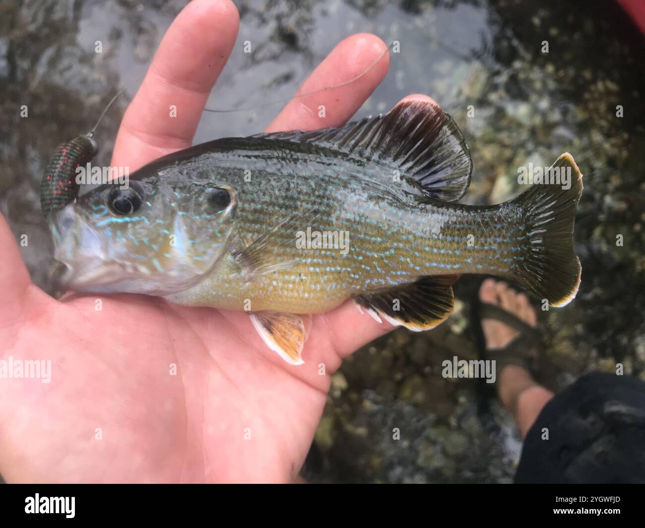 Green Sunfish (Lepomis cyanellus Stock Photo - Alamy