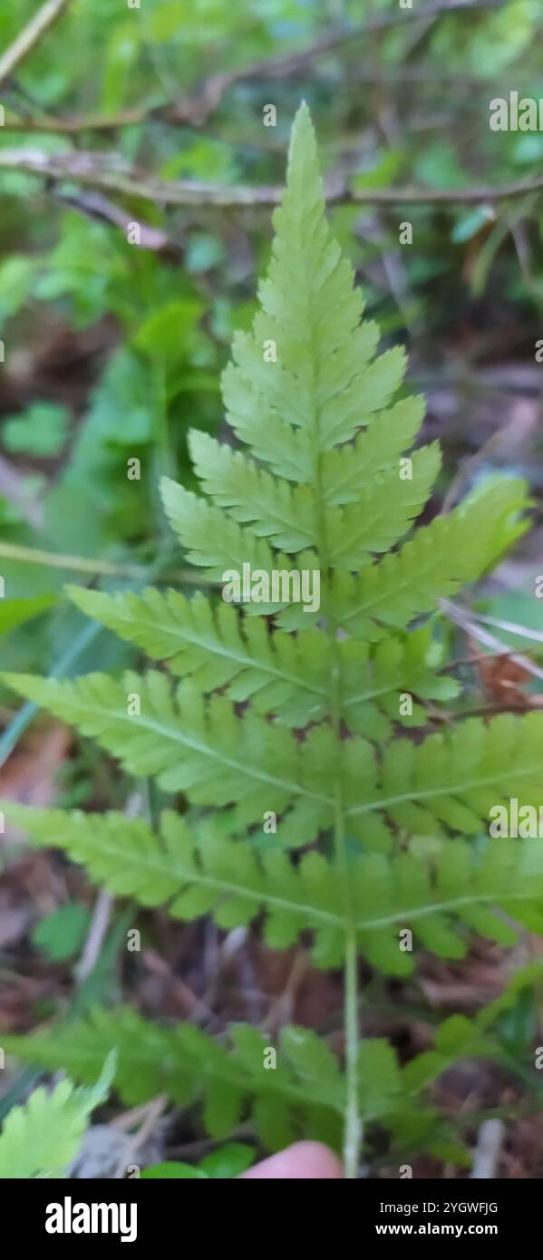 spinulose wood fern (Dryopteris carthusiana Stock Photo - Alamy