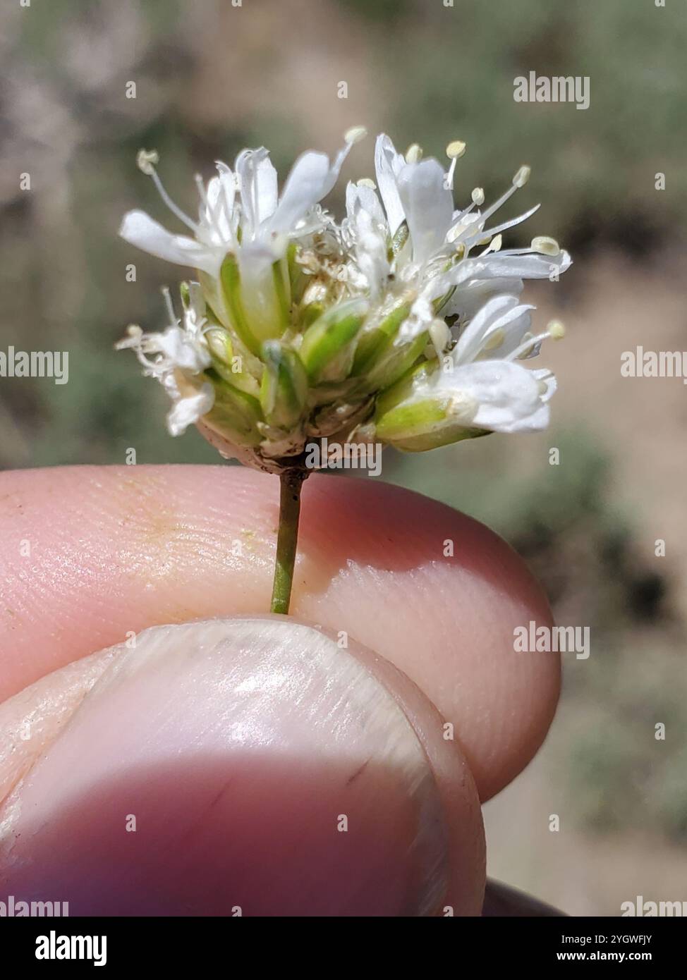ballhead sandwort (Eremogone congesta Stock Photo - Alamy