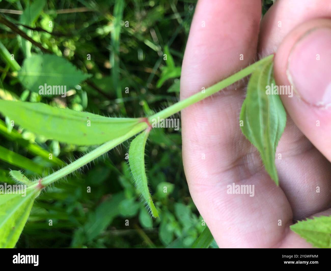 showy meadow-beauty (Rhexia mariana interior Stock Photo - Alamy