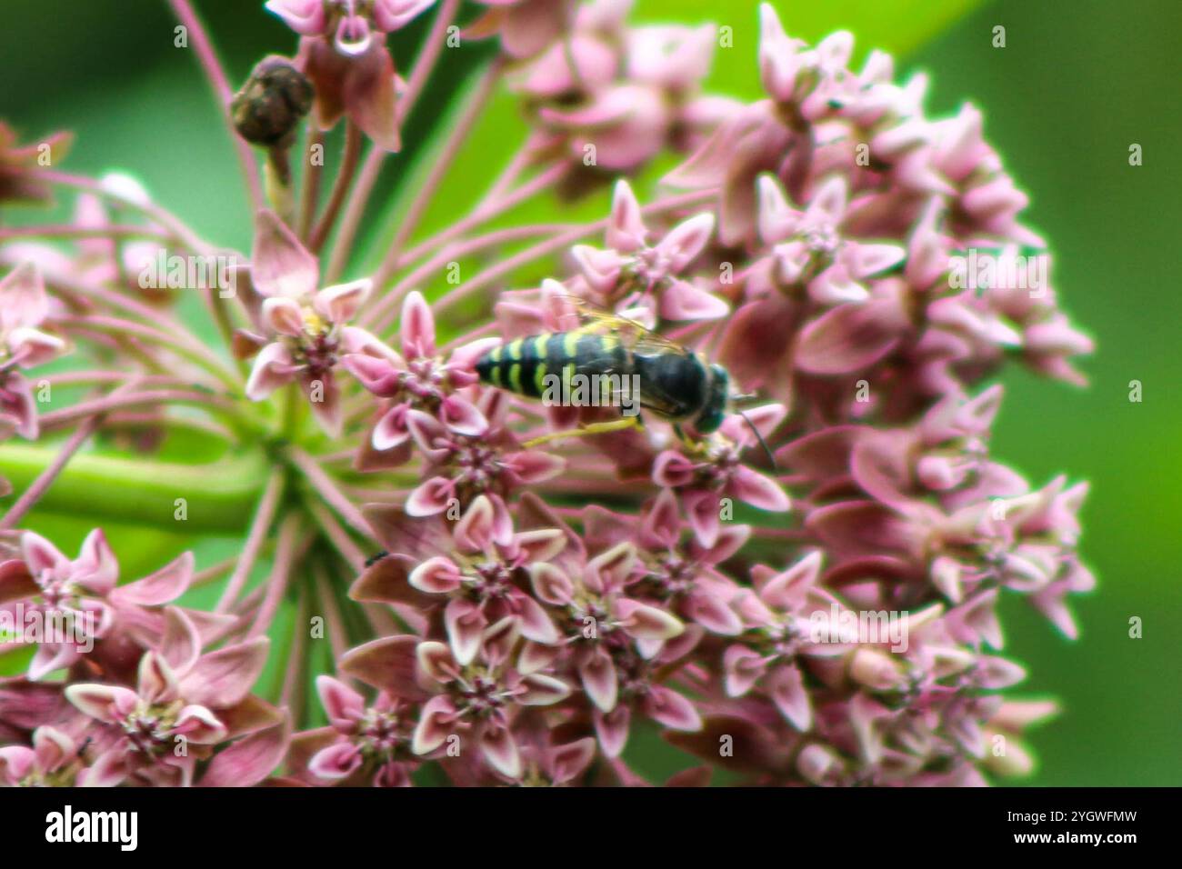 American Sand Wasp (Bembix americana Stock Photo - Alamy