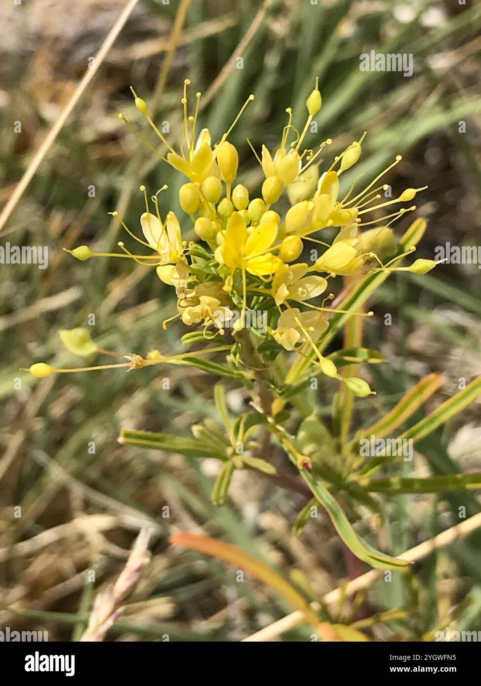 Stinkweed hi-res stock photography and images - Alamy