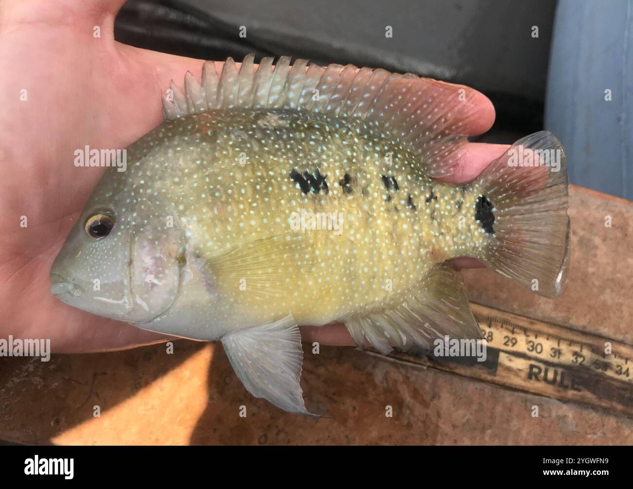 Texas Cichlid (Herichthys cyanoguttatus Stock Photo - Alamy