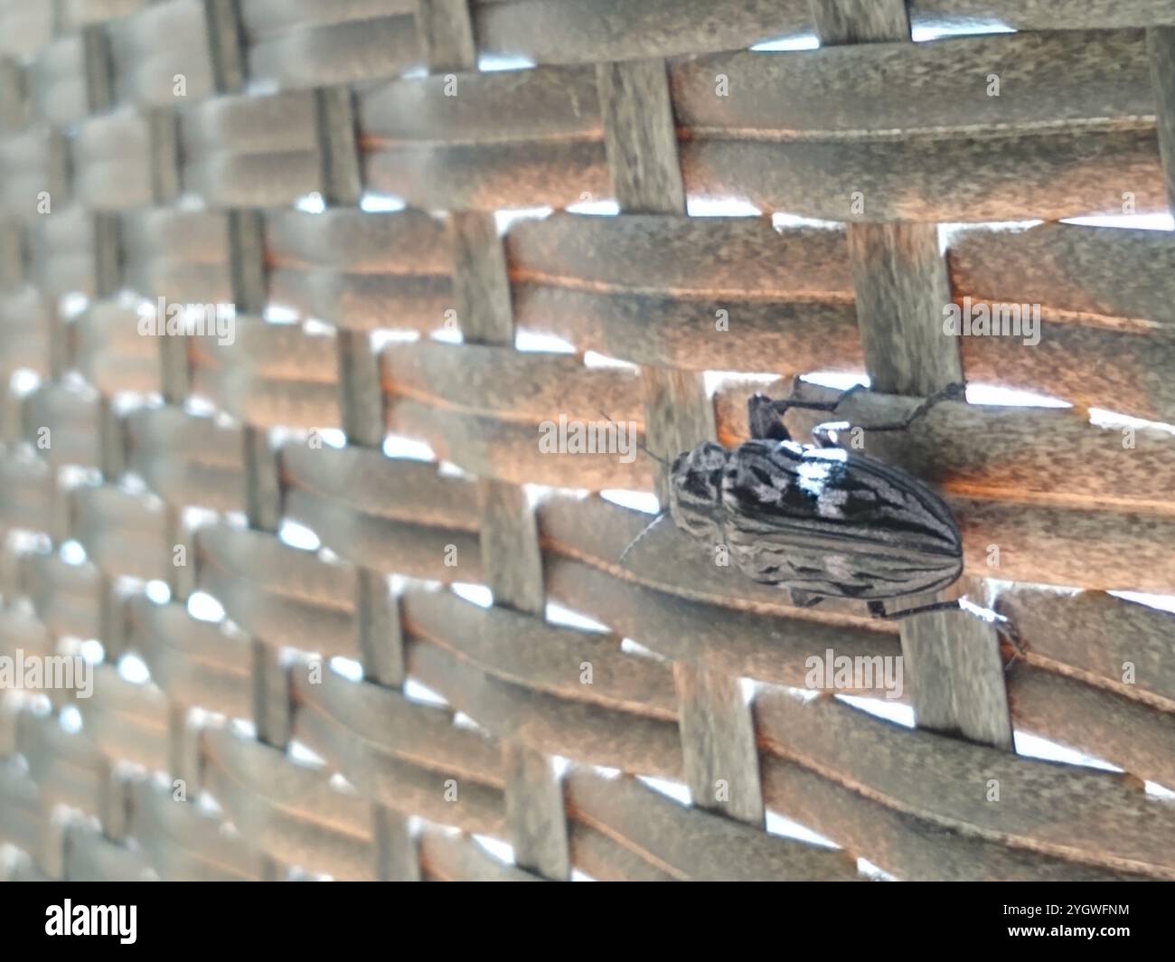 Western Sculptured Pine Borer (Chalcophora angulicollis Stock Photo - Alamy