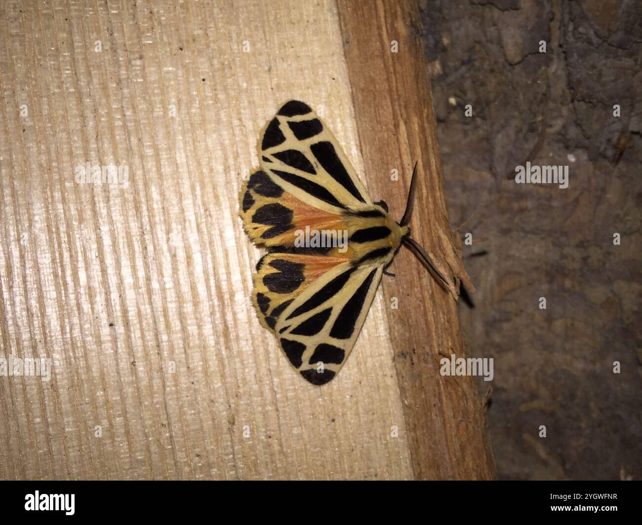 Harnessed Tiger Moth (Apantesis phalerata Stock Photo - Alamy