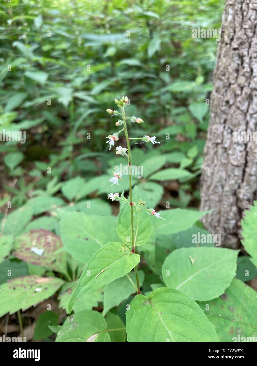 broadleaf enchanter's nightshade (Circaea canadensis Stock Photo - Alamy