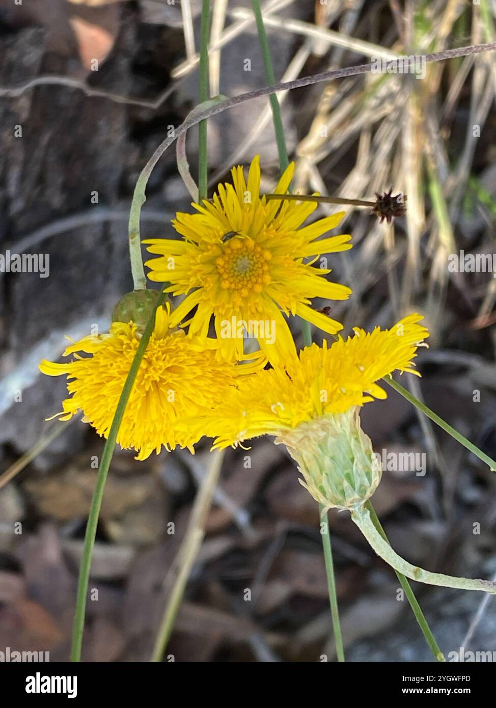Podolepis hi-res stock photography and images - Alamy
