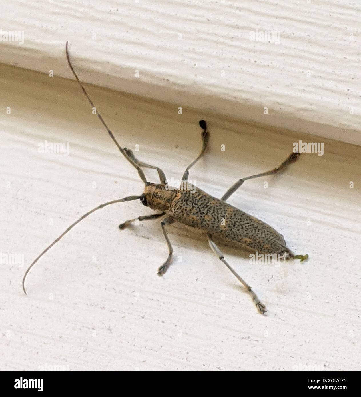 Poplar Borer (Saperda calcarata Stock Photo - Alamy