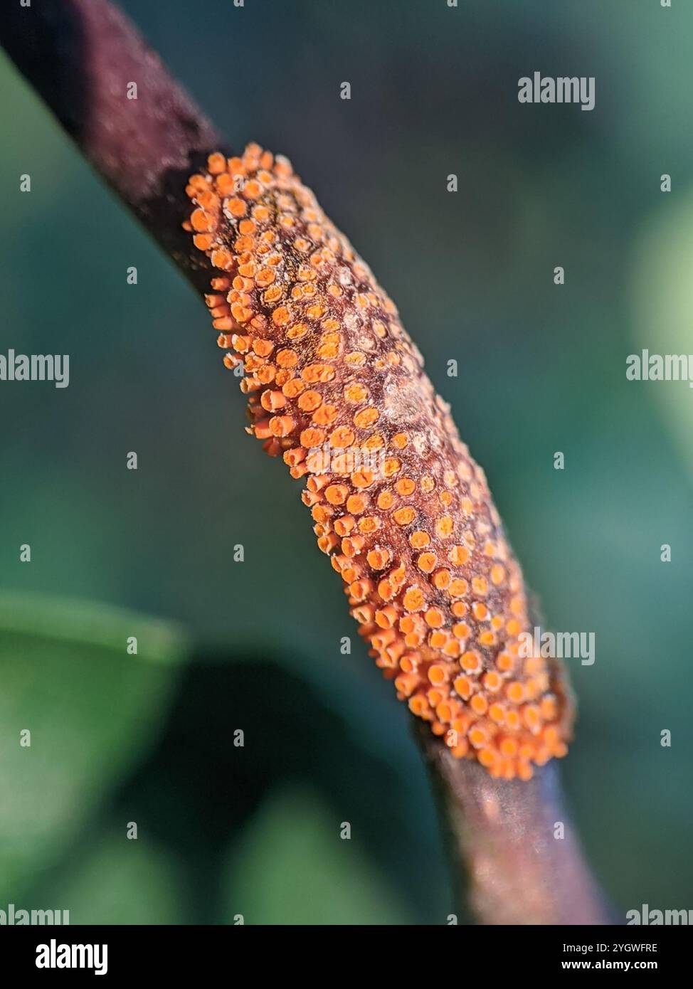 Crown Rust (Puccinia coronata Stock Photo - Alamy