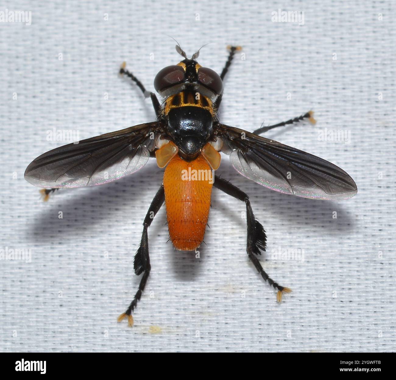 Feather-legged Flies (Trichopoda Stock Photo - Alamy