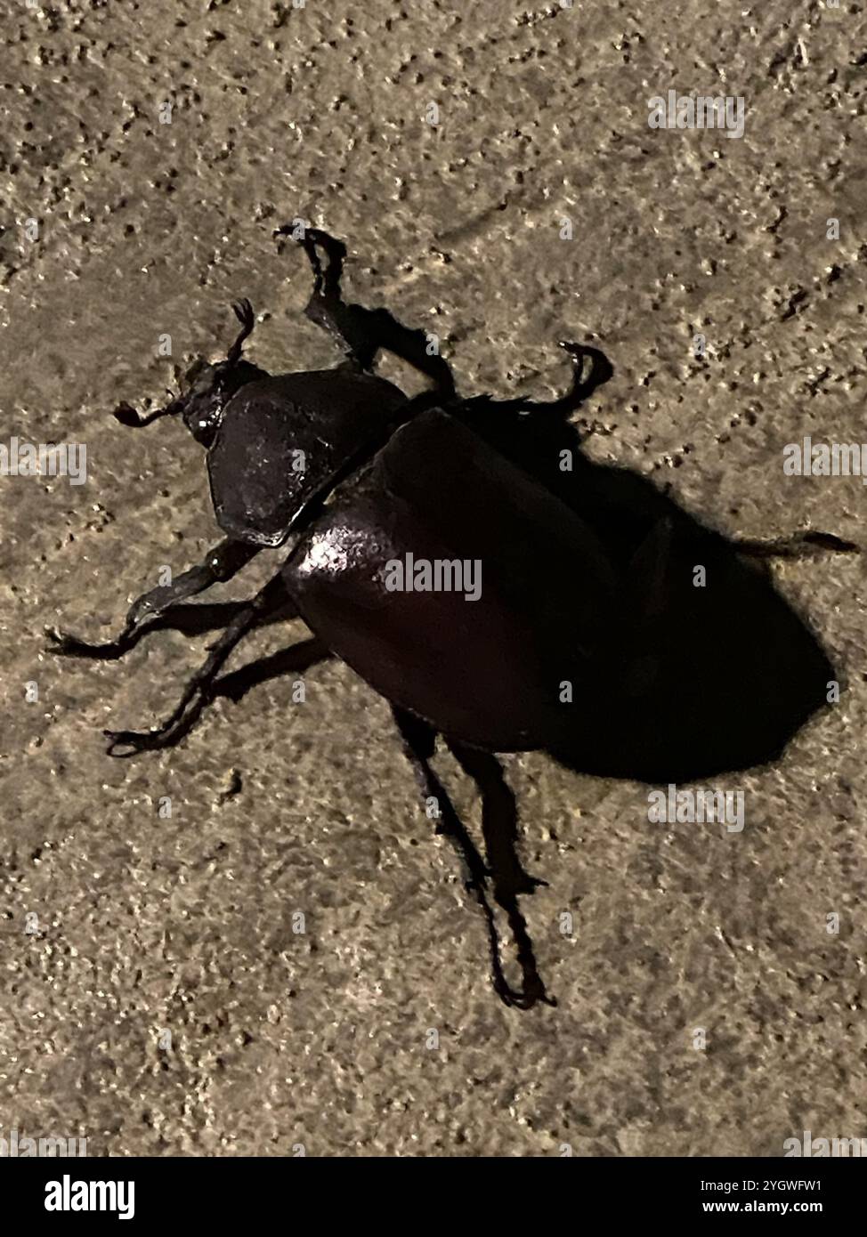 (Trypoxylus dichotomus tsunobosonis Stock Photo - Alamy