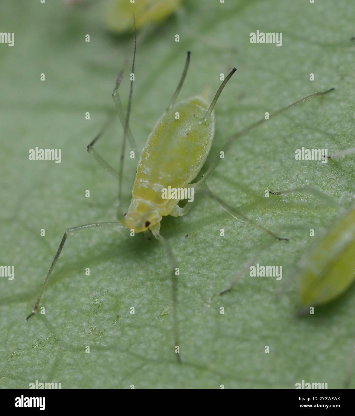 Illinoia hi-res stock photography and images - Alamy