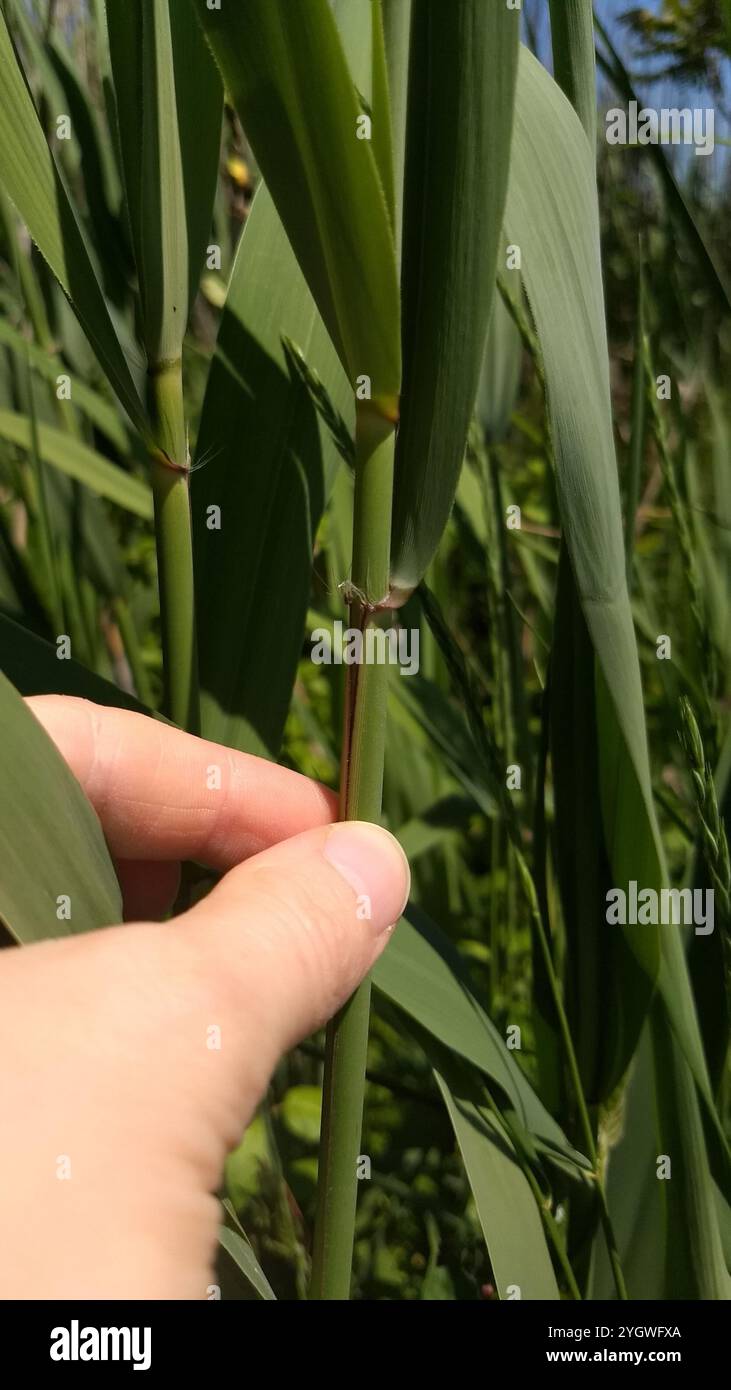 common reed (Phragmites australis Stock Photo - Alamy
