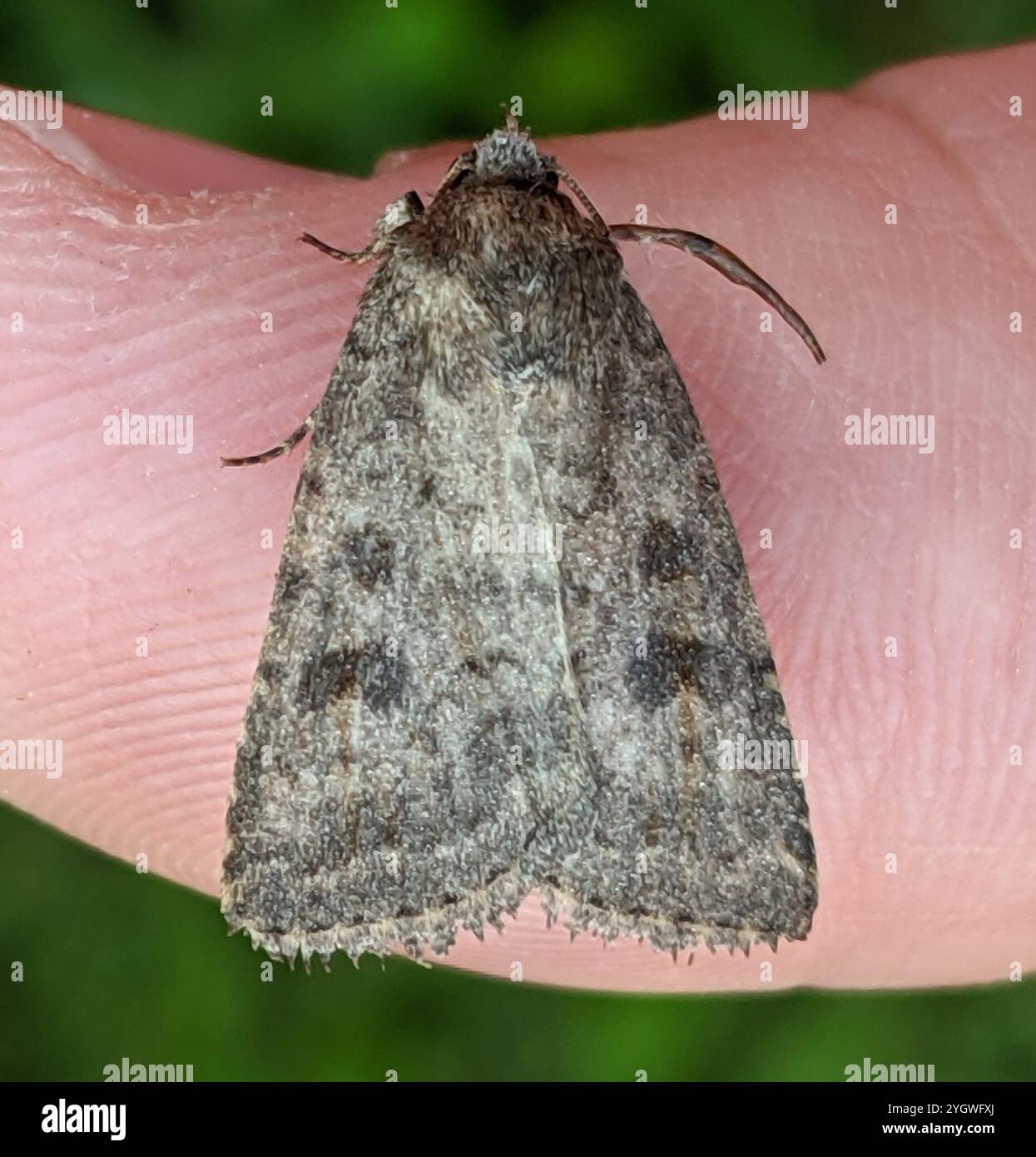 Mottled Rustic (Caradrina morpheus Stock Photo - Alamy