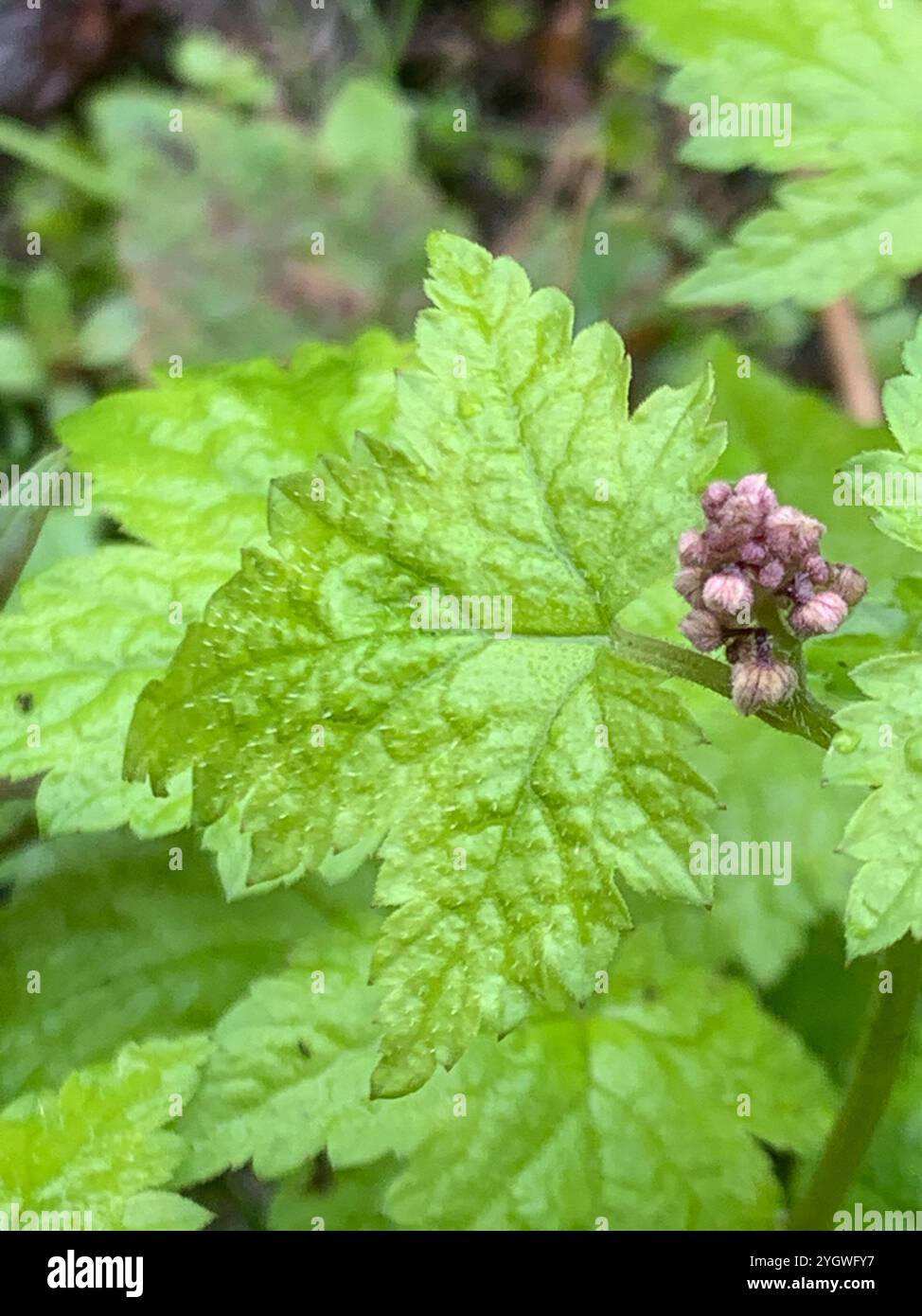 Oneleaf Foamflower (Tiarella trifoliata unifoliata Stock Photo - Alamy