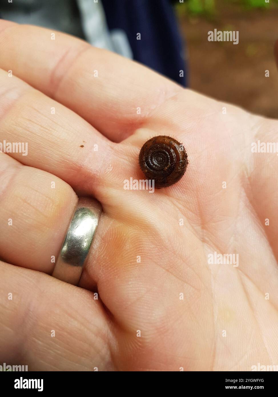 Helicodonta hi-res stock photography and images - Alamy