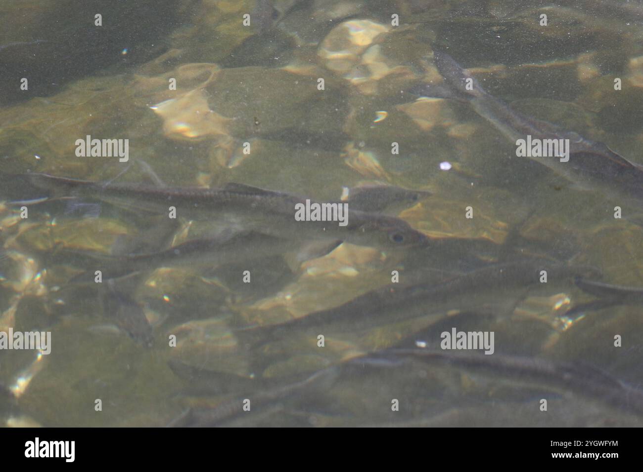 Alewife alosa pseudoharengus hi-res stock photography and images - Alamy