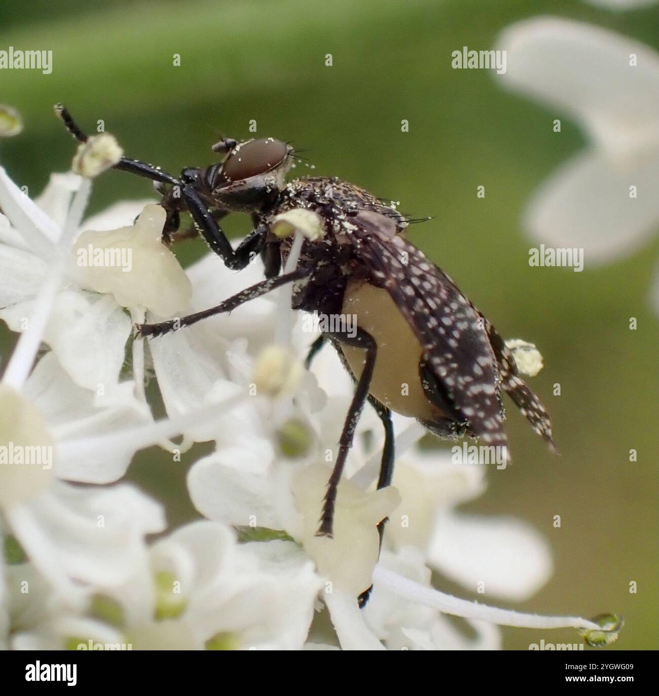 Dancing Kiss Fly (Platystoma seminationis Stock Photo - Alamy