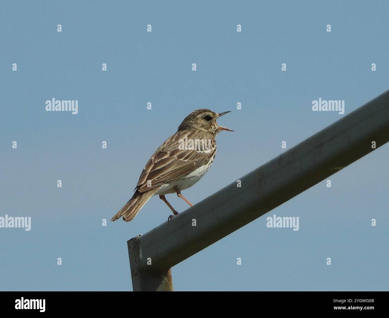 Tree Pipit (Anthus trivialis Stock Photo - Alamy