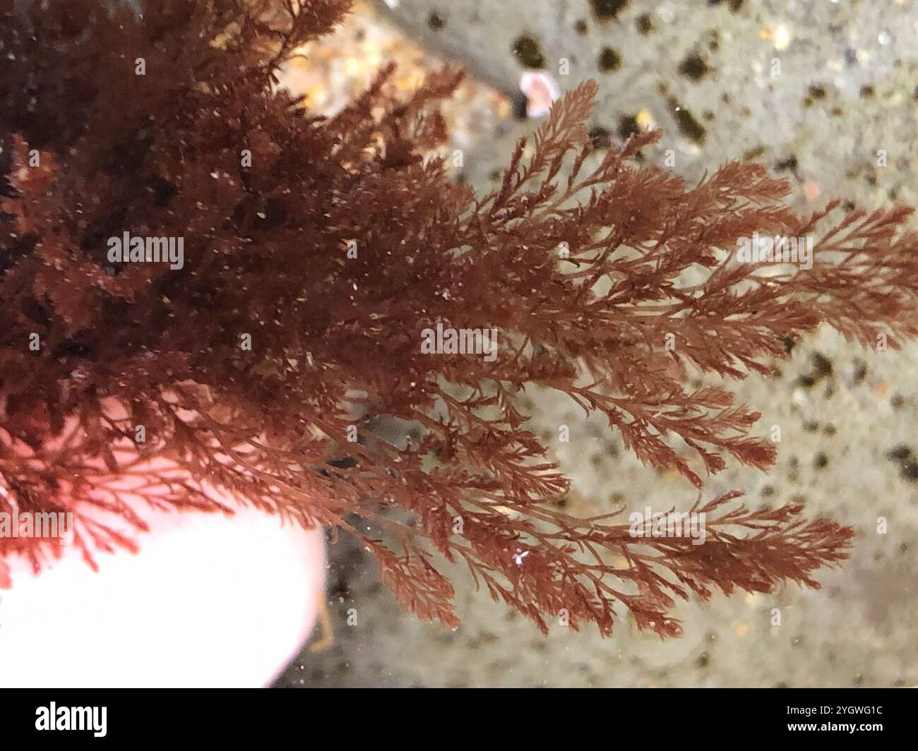 red algae (Rhodophyta Stock Photo - Alamy