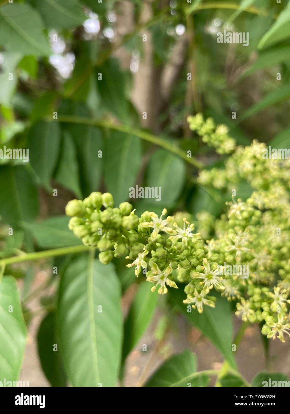 tree-of-heaven (Ailanthus altissima Stock Photo - Alamy