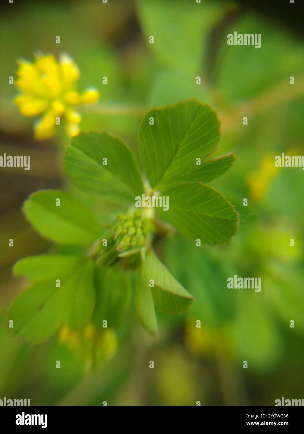 Lesser hop trefoil hi-res stock photography and images - Alamy