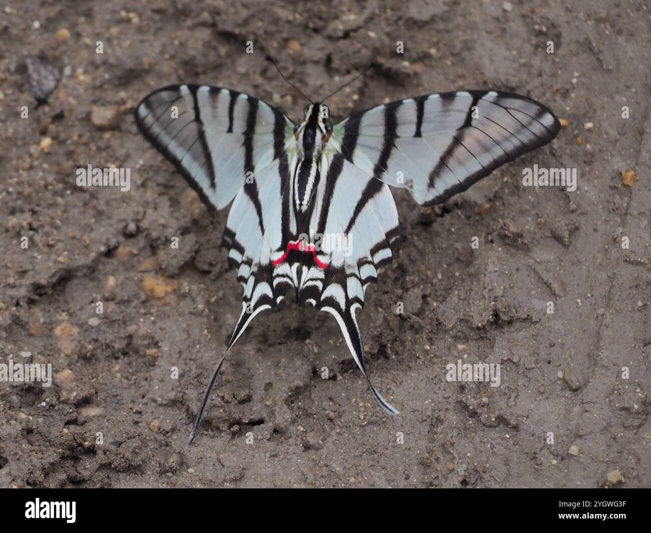 Mexican Kite Swallowtail (Protographium epidaus Stock Photo - Alamy
