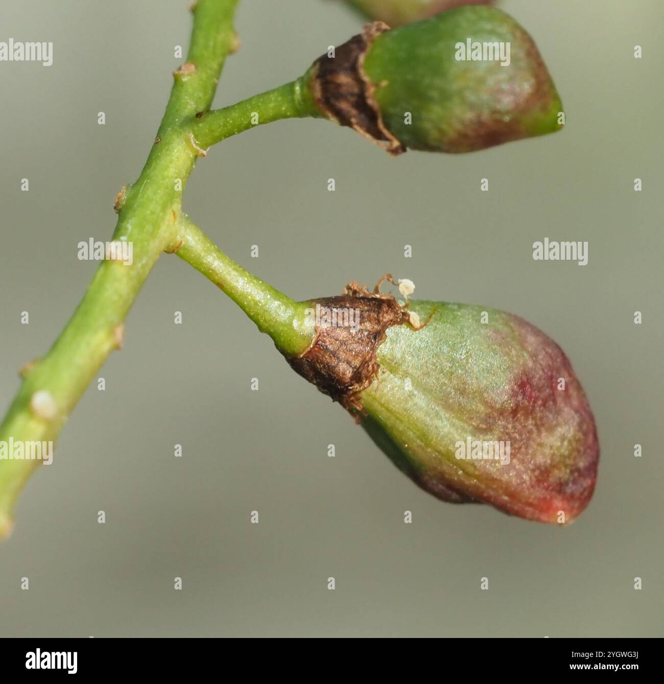 Chokecherry Midge (Contarinia virginianiae Stock Photo - Alamy