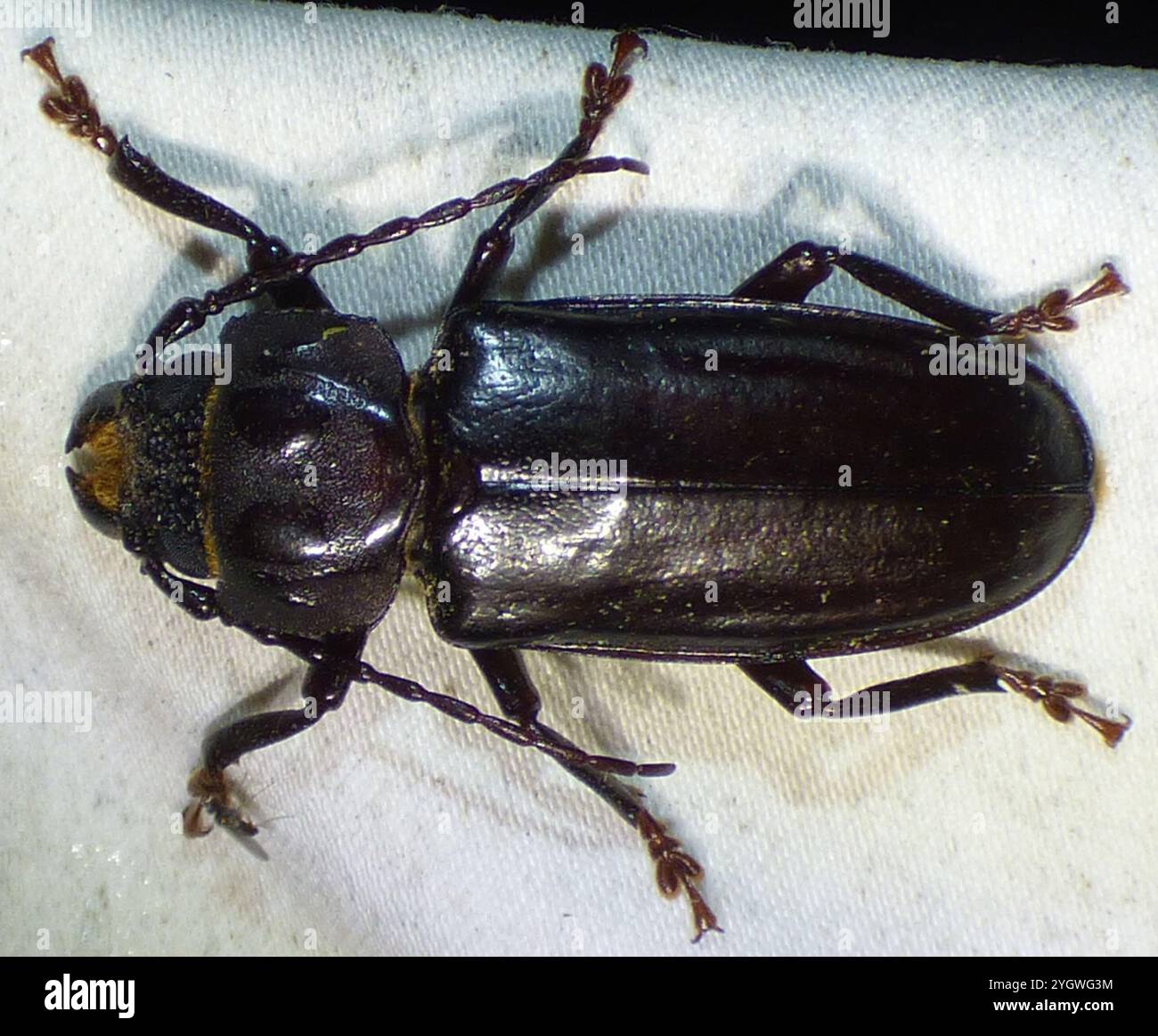 Hardwood Stump Borer (Mallodon dasystomus Stock Photo - Alamy