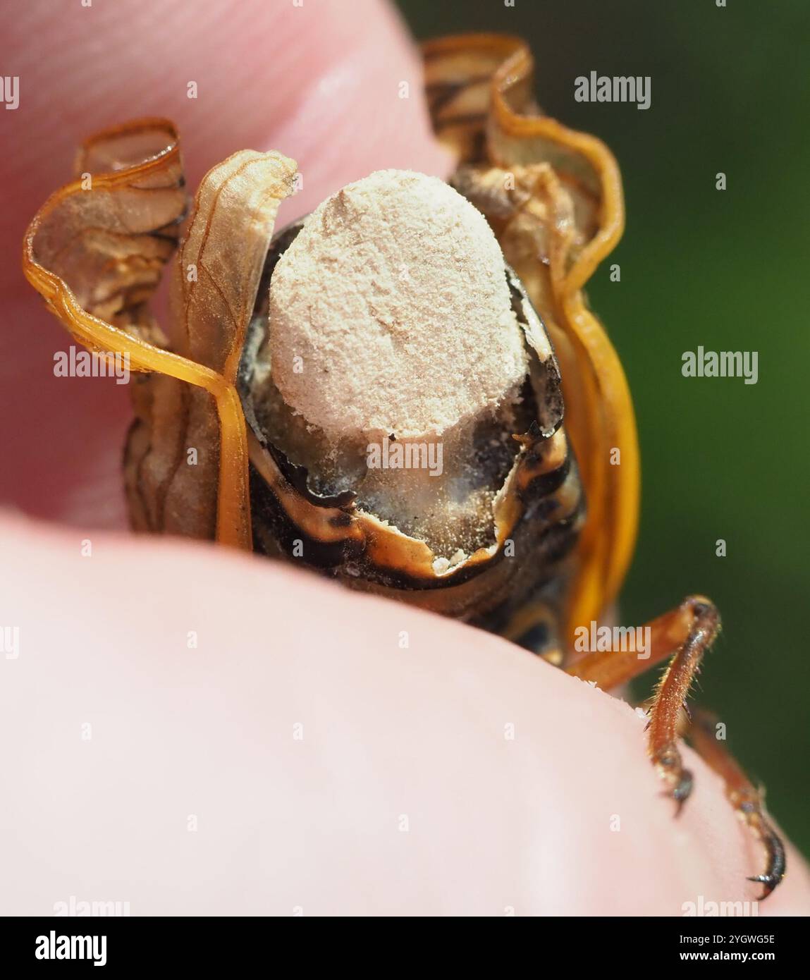 Flying saltshaker fungus (Massospora cicadina Stock Photo - Alamy