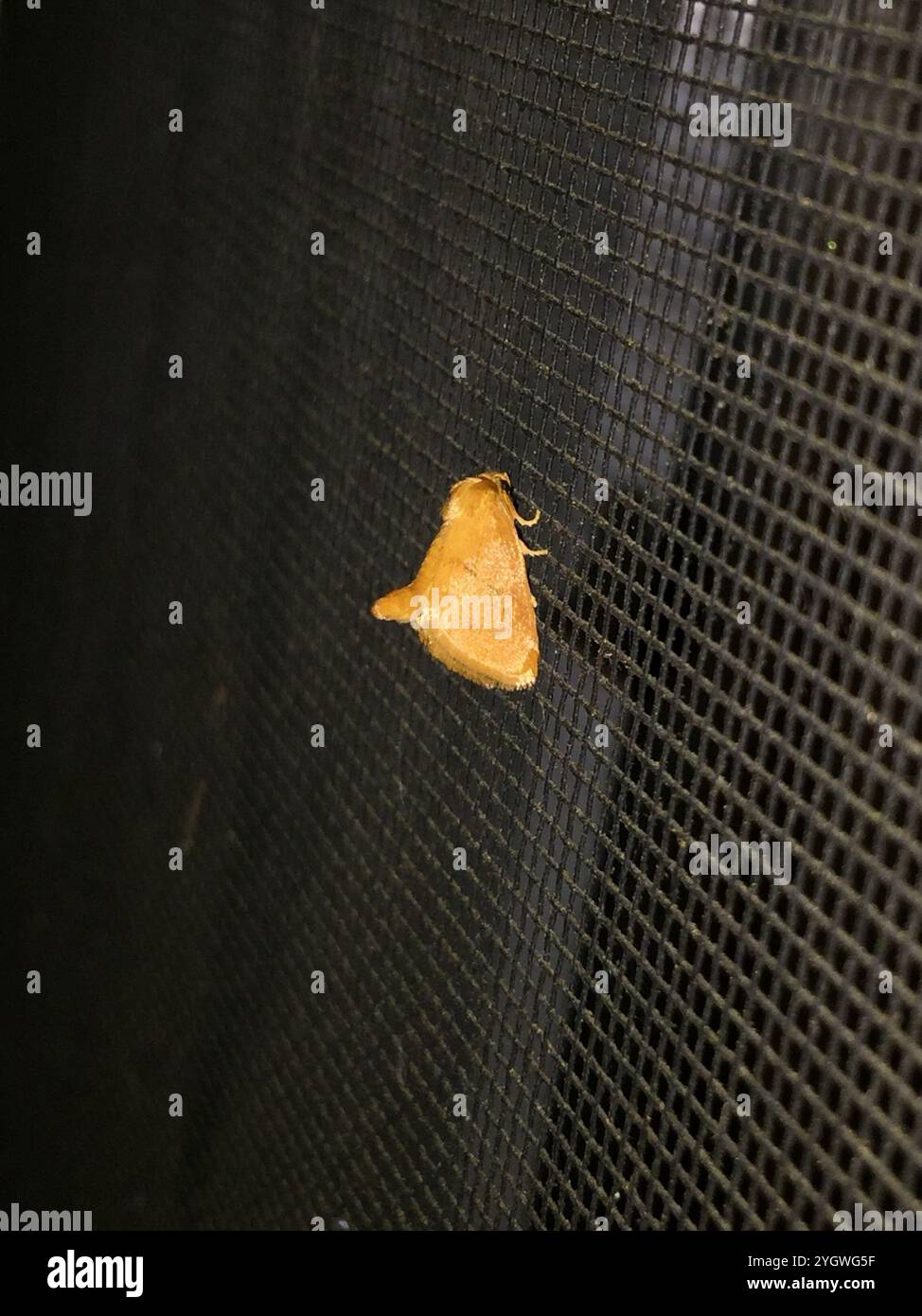 Tortricidia hi-res stock photography and images - Alamy