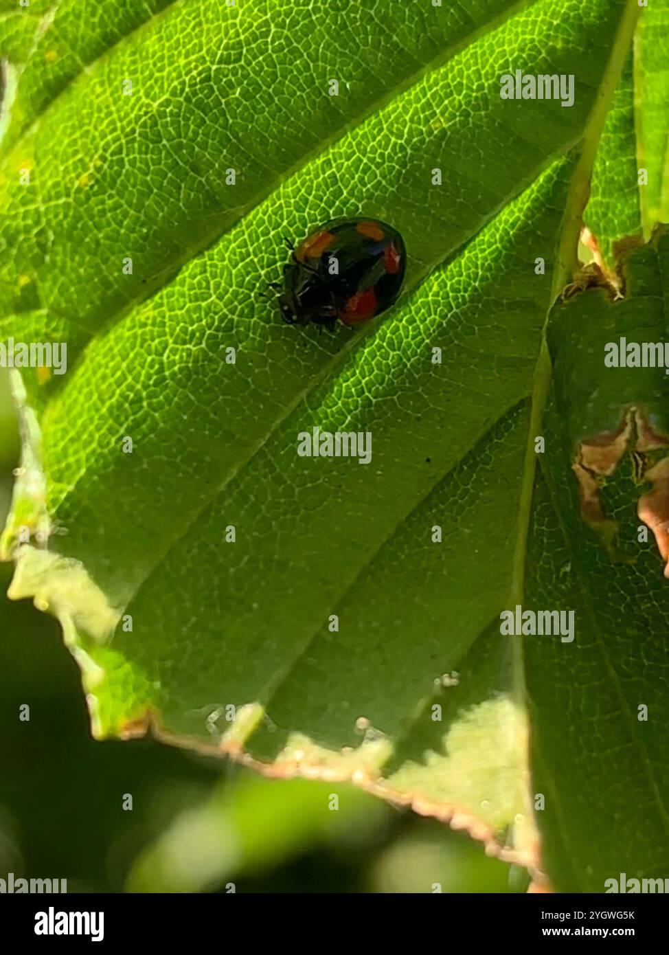 Two-spotted Lady Beetle (Adalia bipunctata Stock Photo - Alamy