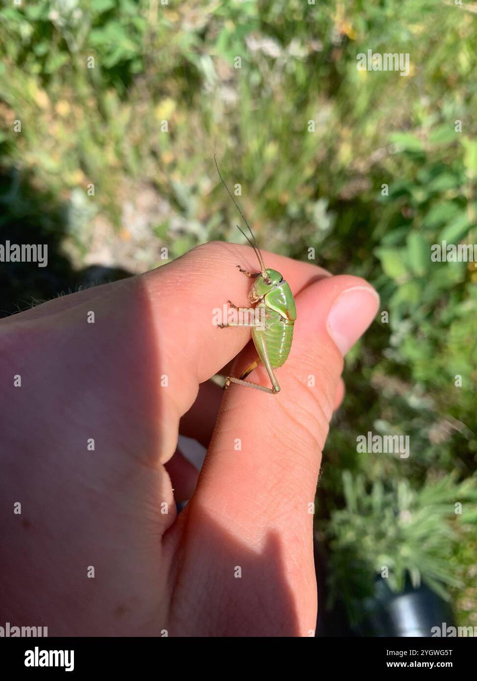 Anabrus simplex hi-res stock photography and images - Alamy