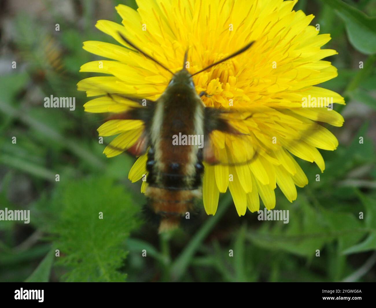 Clearwings and Bee Hawkmoths (Hemaris Stock Photo - Alamy