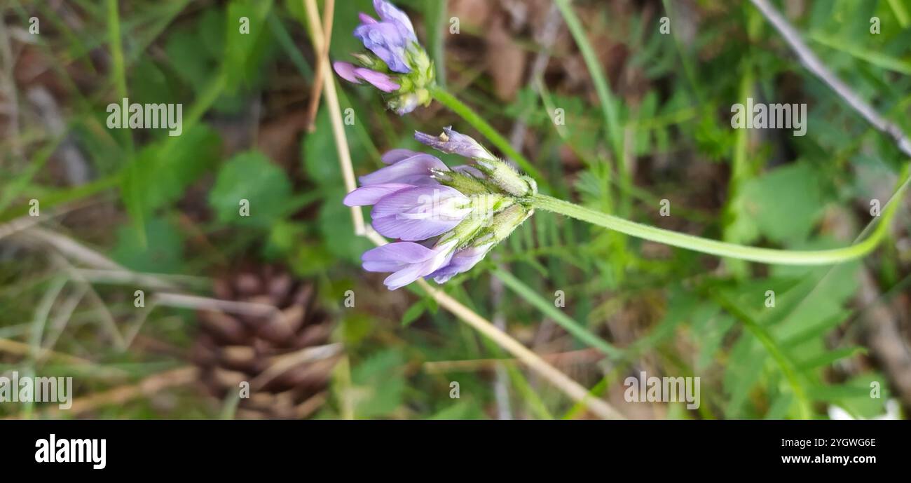 Purple Milk-vetch (Astragalus danicus Stock Photo - Alamy