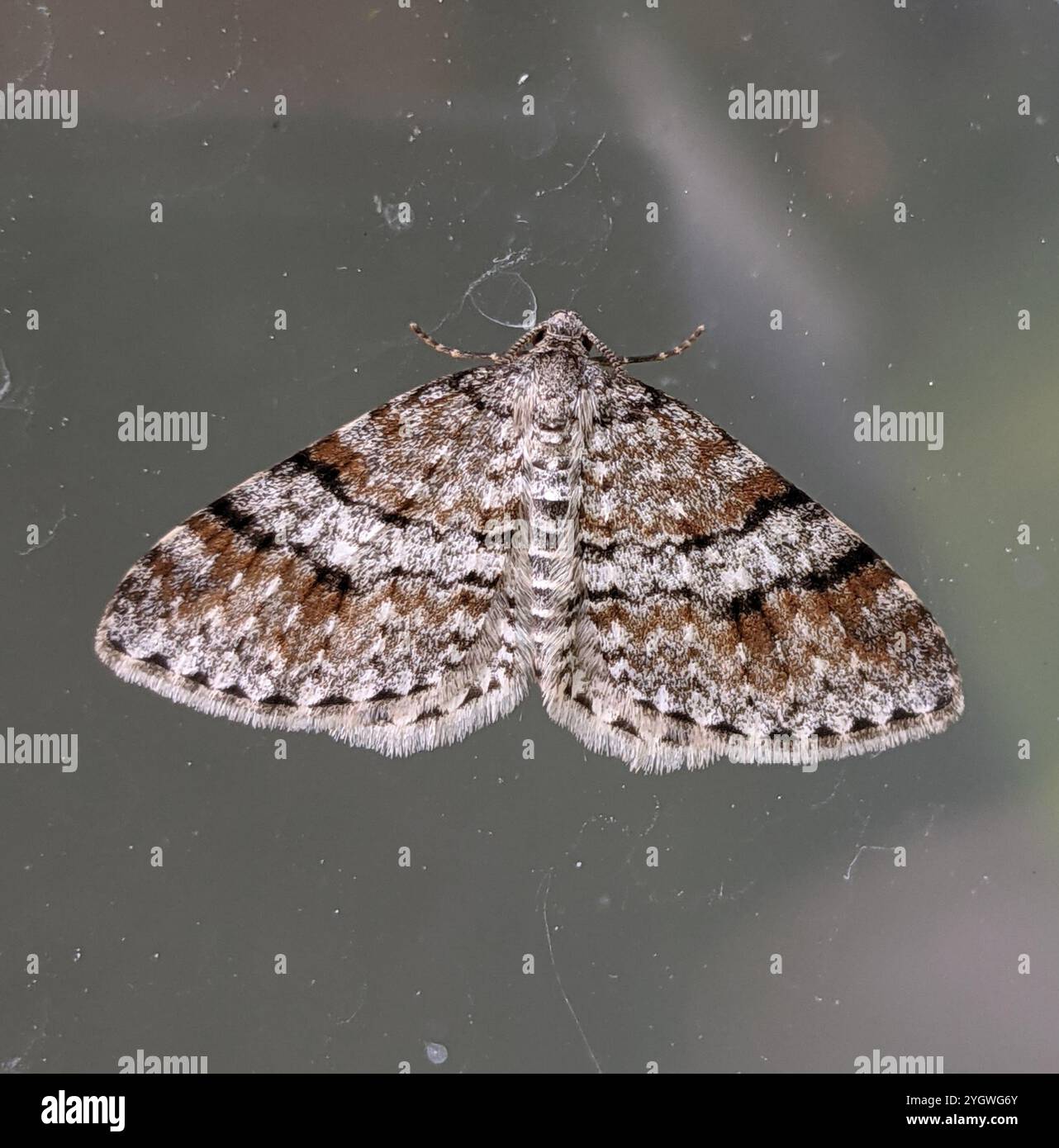 Welsh Wave Moth (Venusia cambrica Stock Photo - Alamy